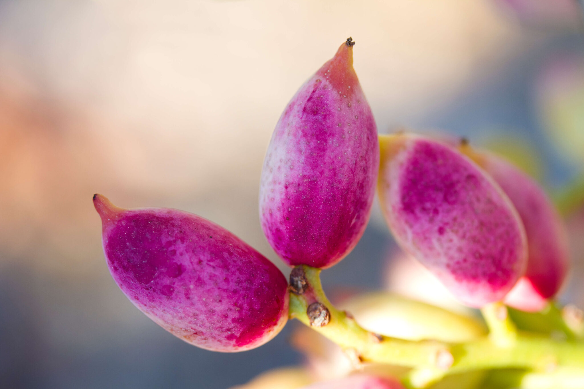 Pistachio’s Evolution in History – Pistachio Dionisos